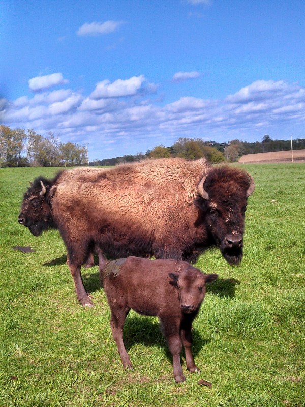 Wisconsin Bison Producers Association – The online home of the ...