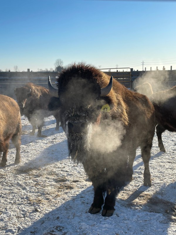 Wisconsin Bison Producers Association – The online home of the ...